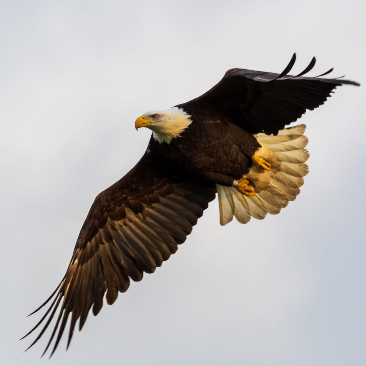 Overcast Eagles